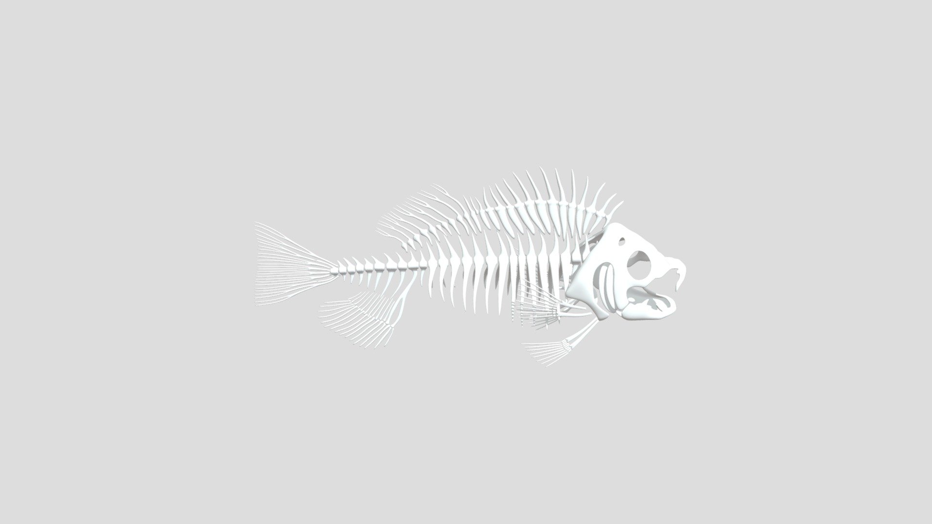 Perch Skeleton - Download Free 3D model by ledmirage17 [8104e6a ...