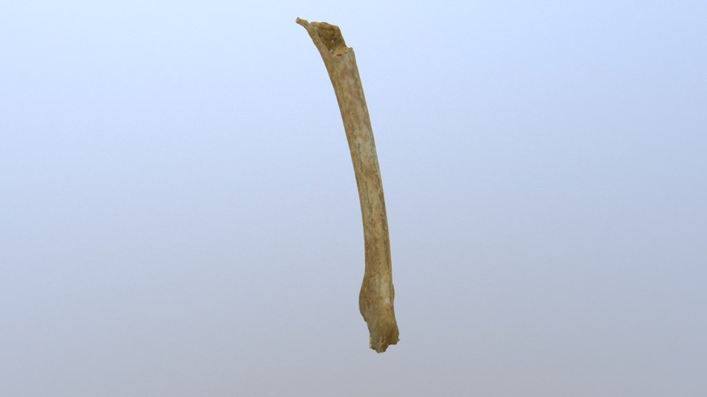 Chicken humerus, right (VCU_3D_2368) - Download Free 3D model by ...