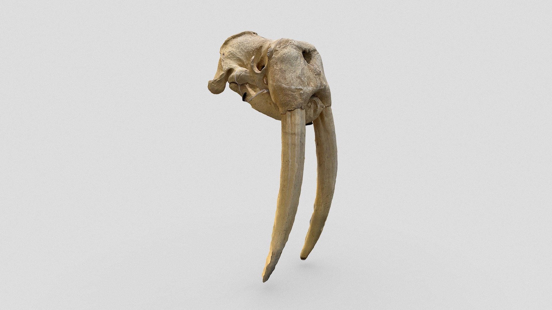 Day 310: Walrus skull - Download Free 3D model by Emm (@edemaistre ...