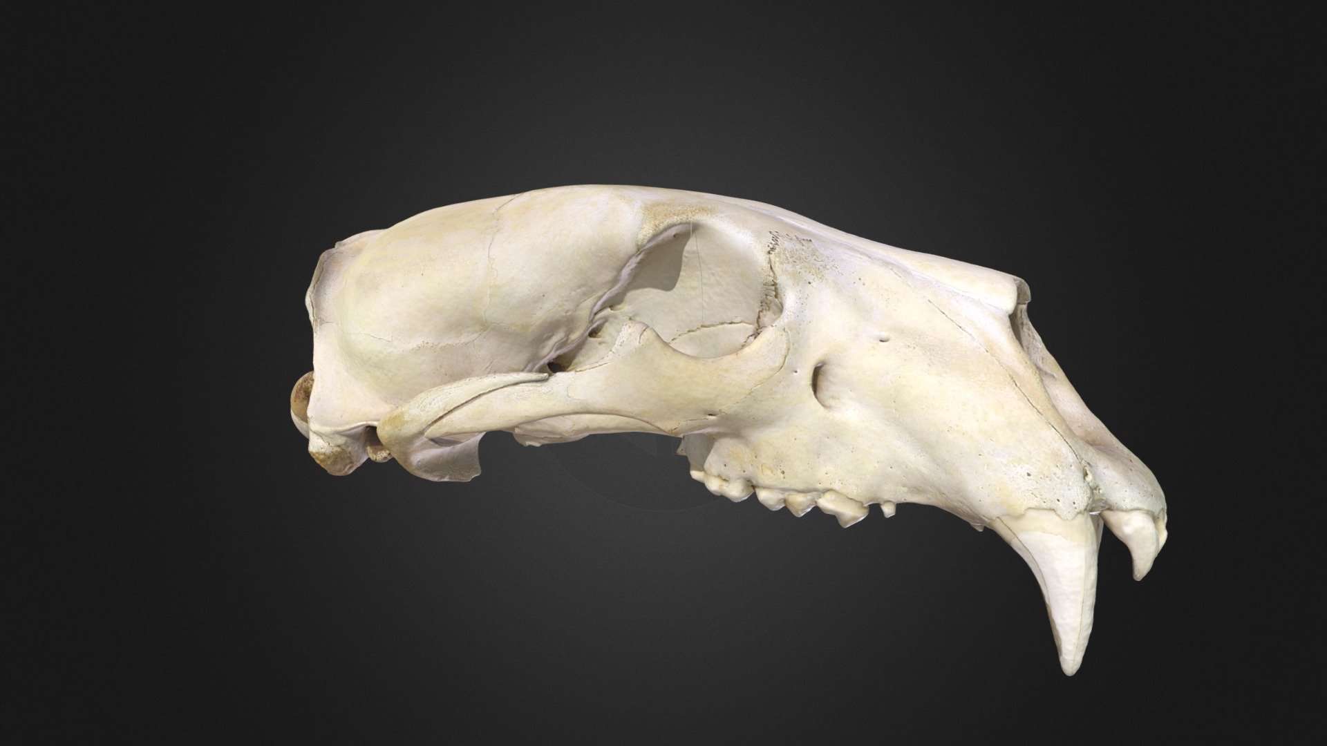 Ursus_maritimus_2002-0874_crani - 3D model by Museu de Ciències Naturals de Barcelona ...