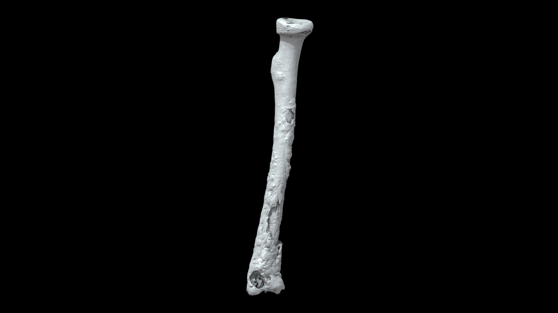 Left radius human male (VCU_3D_5295) - 3D model by Virtual Curation Lab ...