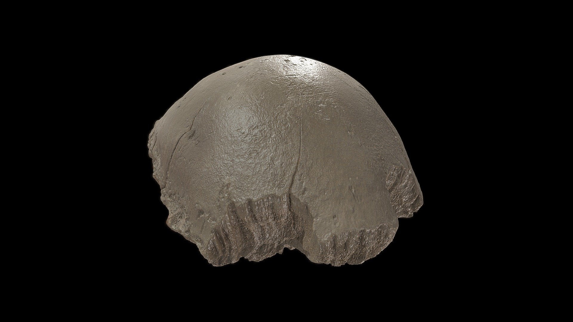 Pachycephalosaurus Cranium Cast 3D Scan - 3D model by Laser Design ...