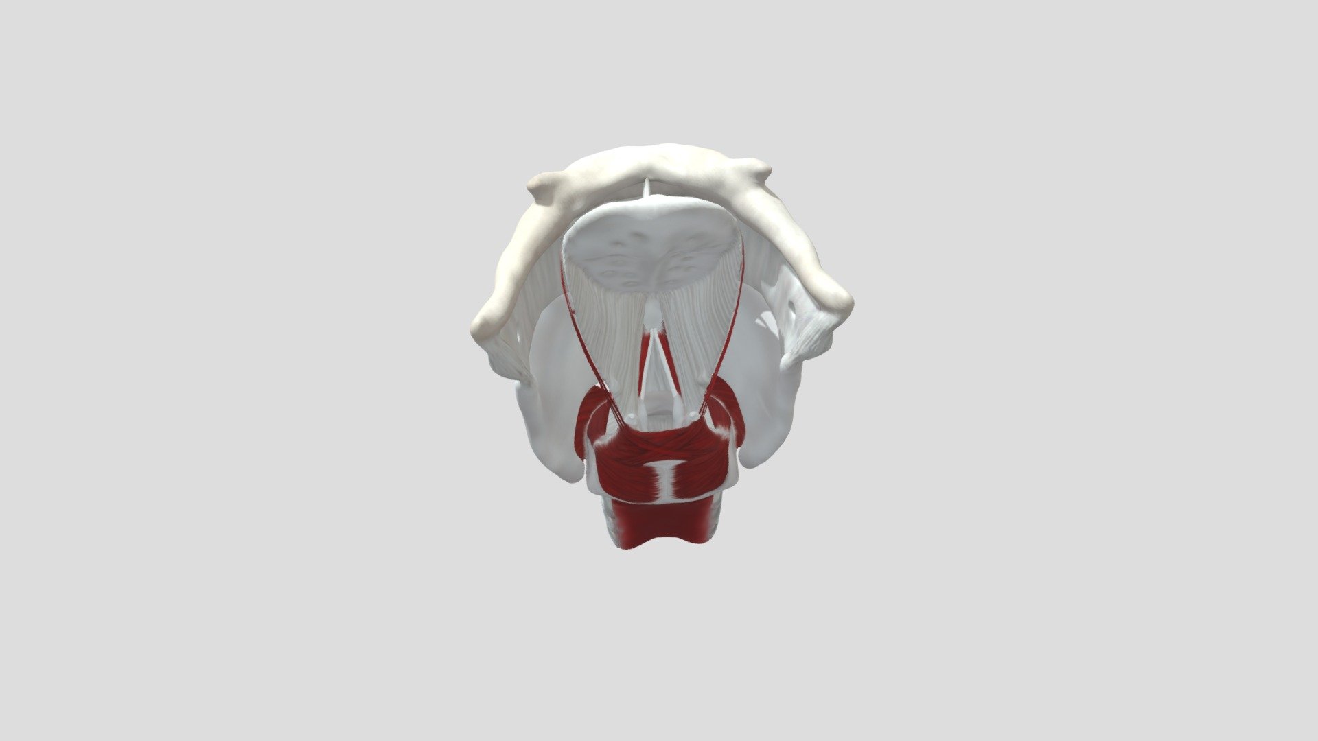 larynx_with_muscles_and_ligaments - Download Free 3D model by ...