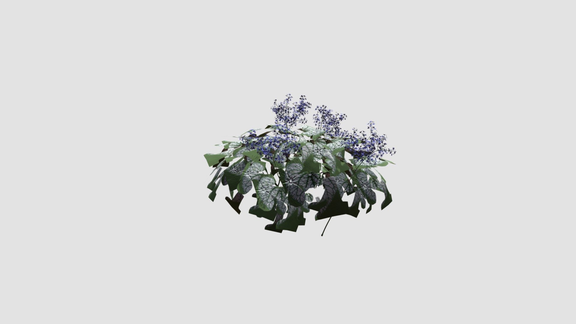 Brunnera macrophylla 'Jack Frost' - Buy Royalty Free 3D model by ...