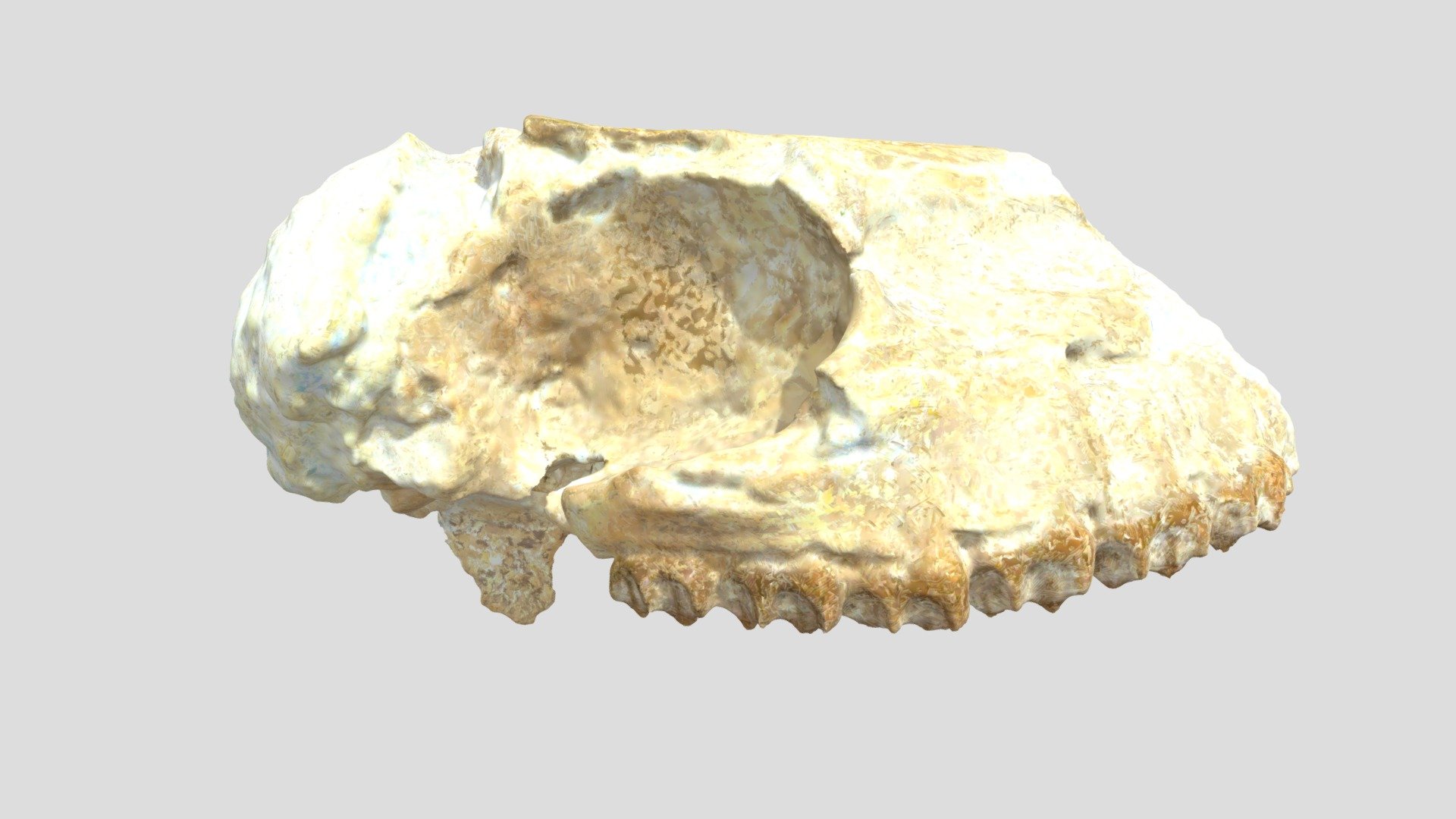 Mesohippus Skull (VCU_3D_4369) - Download Free 3D model by Virtual ...
