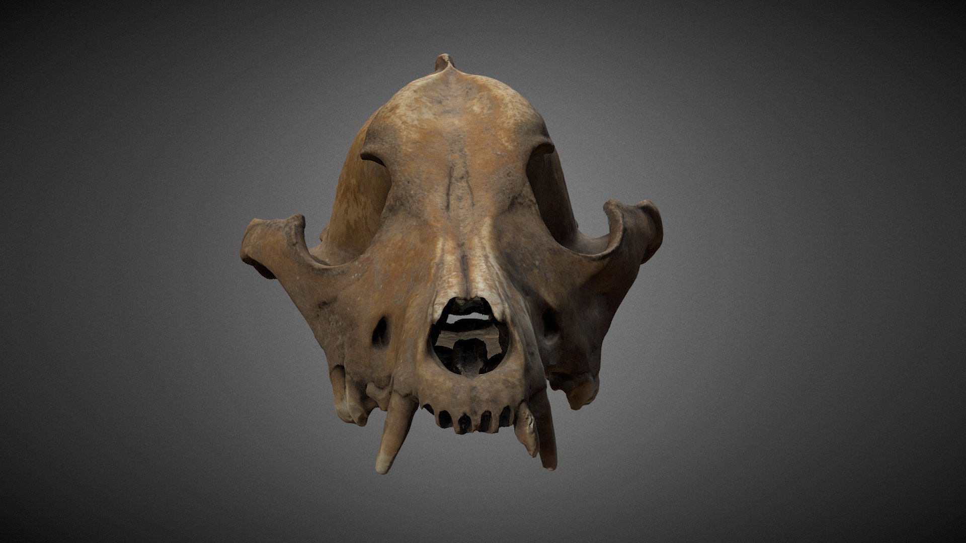 Dog Skull - 3D model by jonnybee [812ab53] - Sketchfab