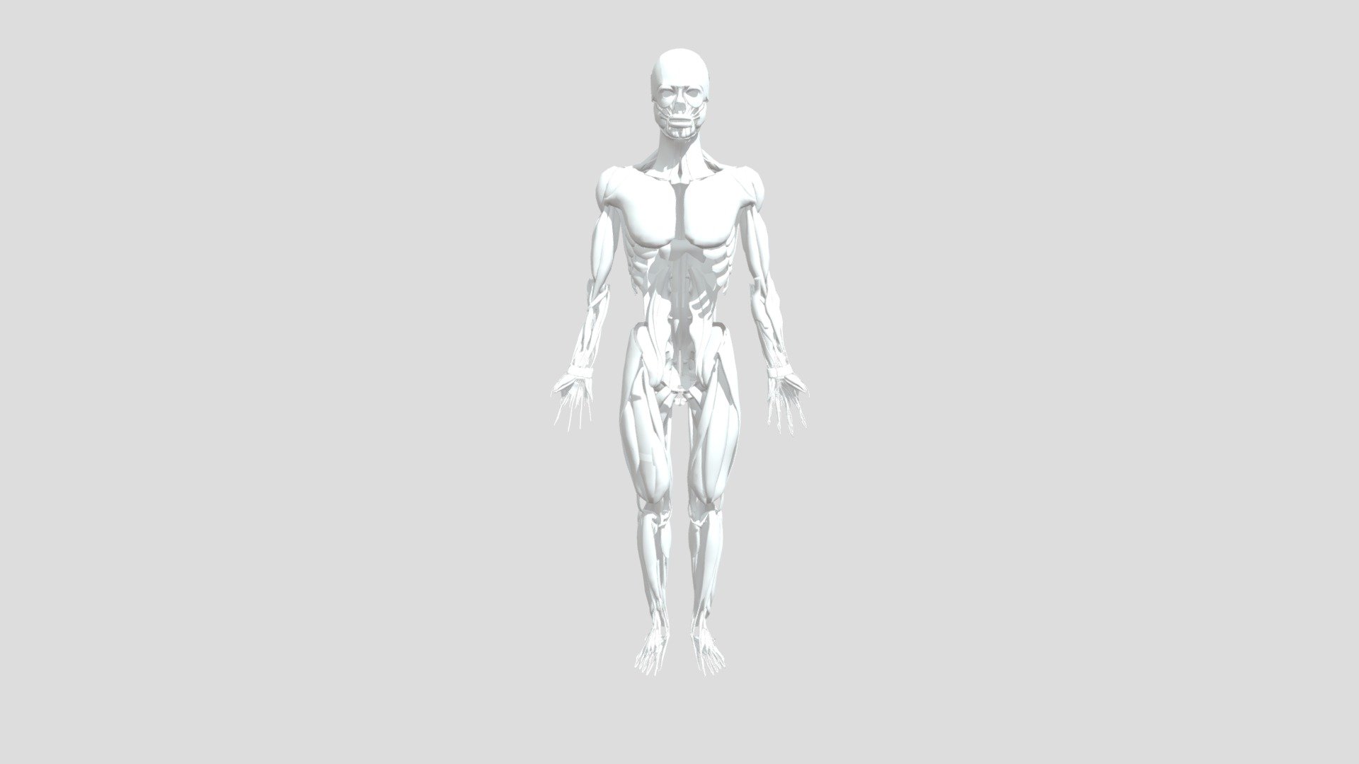 Male_ Muscles - Download Free 3D model by MyAnatomy.org (@myanatomy ...