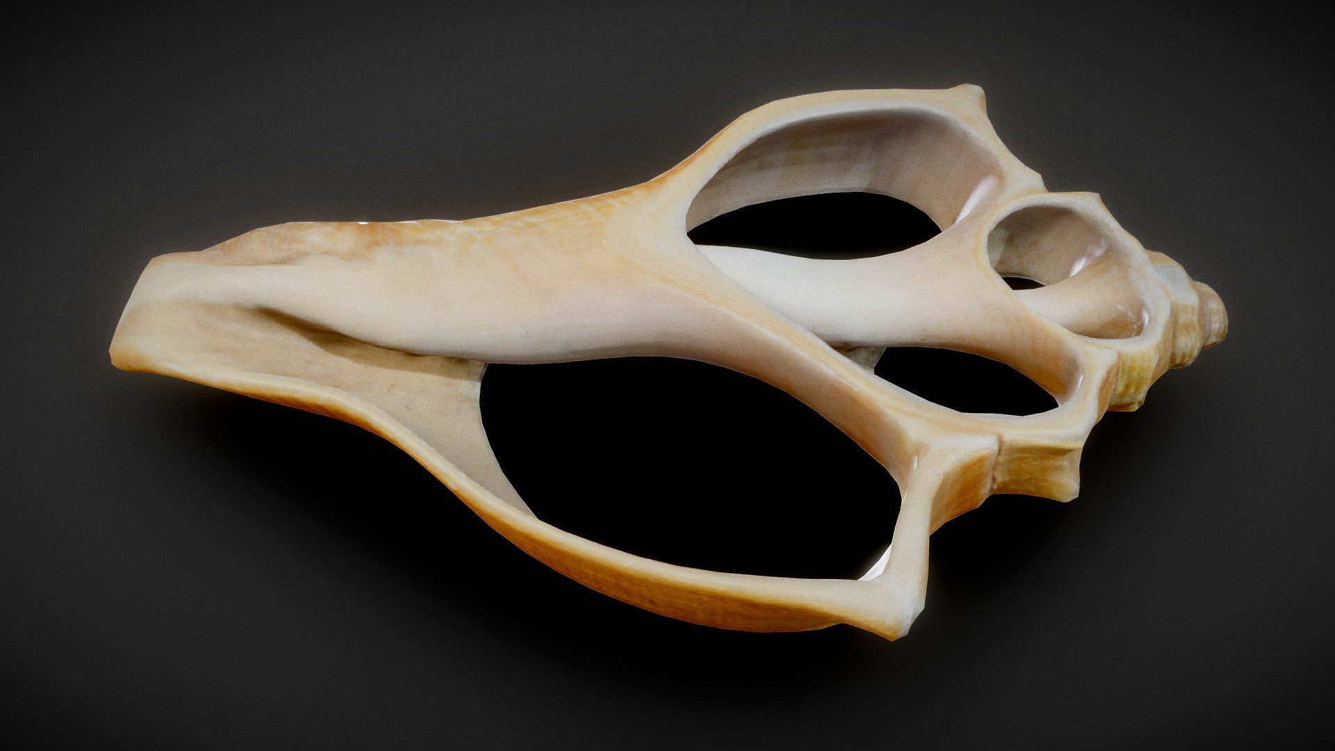 Cut Shell - Buy Royalty Free 3D model by Polygonal Miniatures ...
