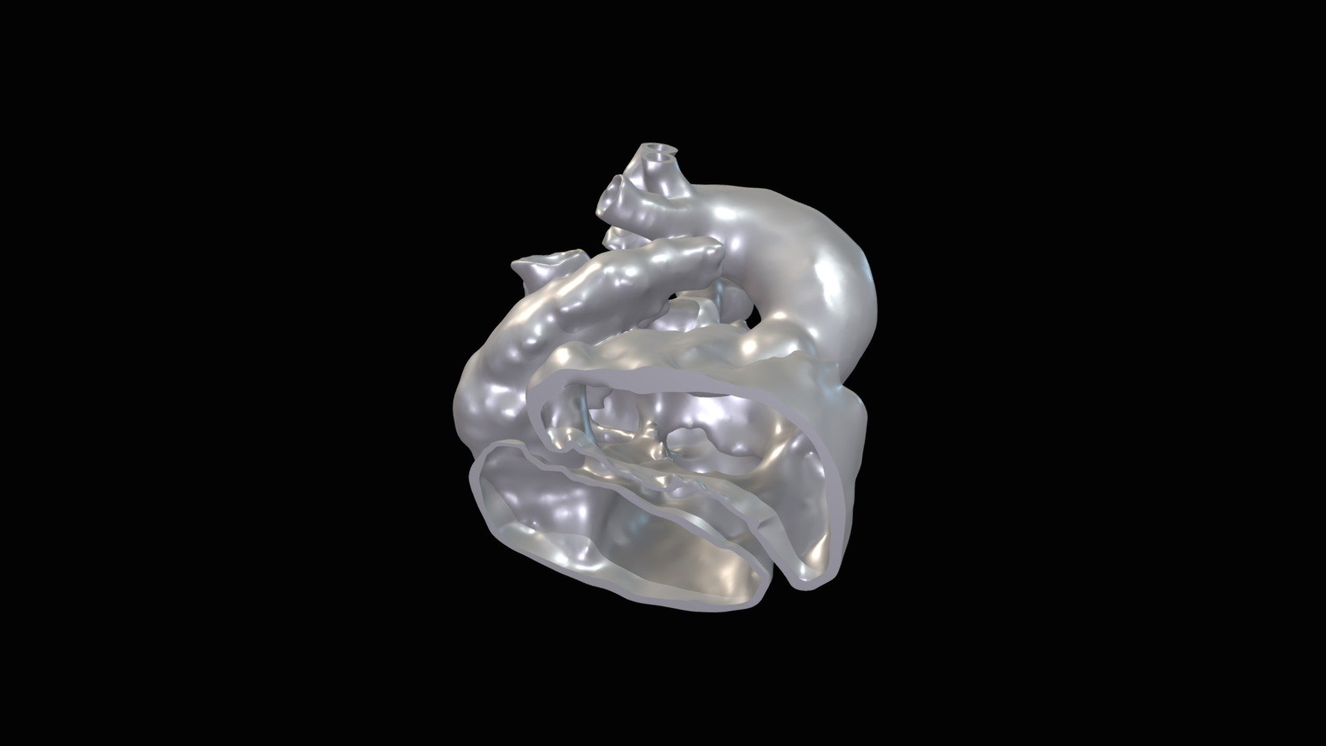 CC Heart, coronal cut - 3D model by kmaghrabi [81373c0] - Sketchfab
