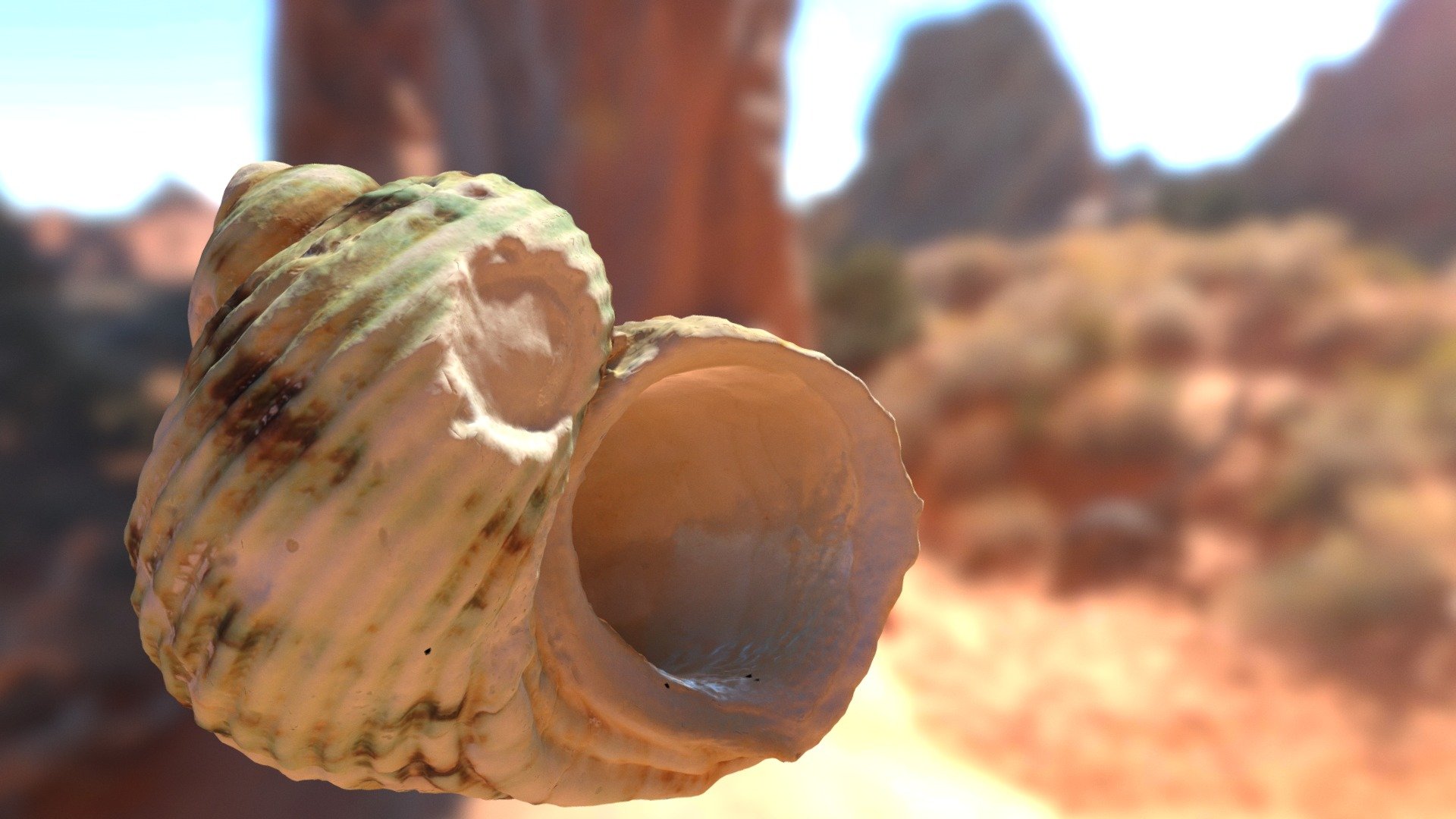 Curled Shell - 3D model by Sander Mettes (@DeepFri3D) [813d245] - Sketchfab
