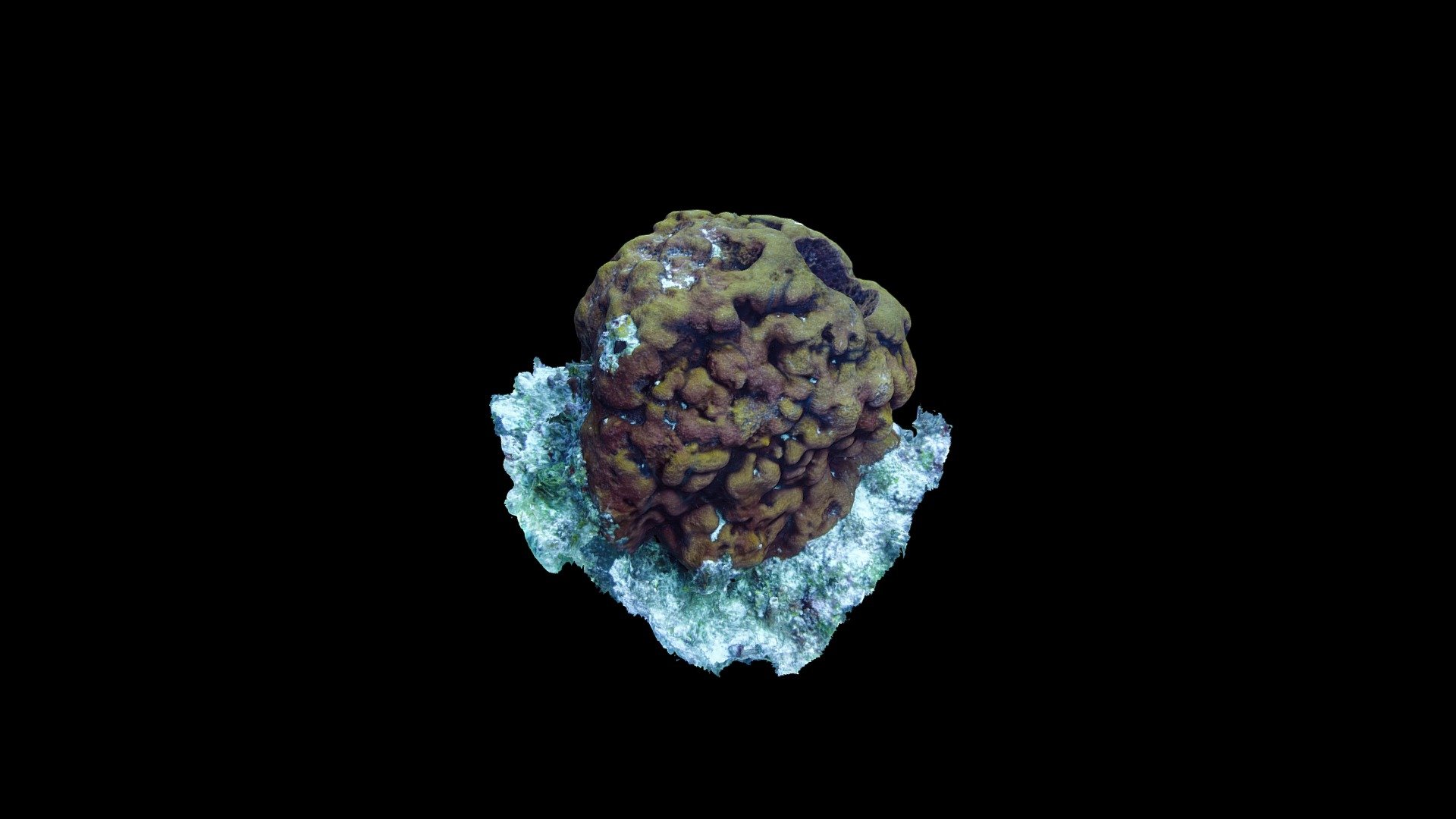 Touch-me not sponge "Neofibularia nolitangere" - 3D model by Glubel ...