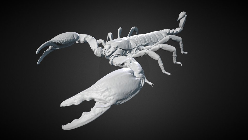 Scorpion - A 3D model collection by yangyuehui (@jywww) - Sketchfab
