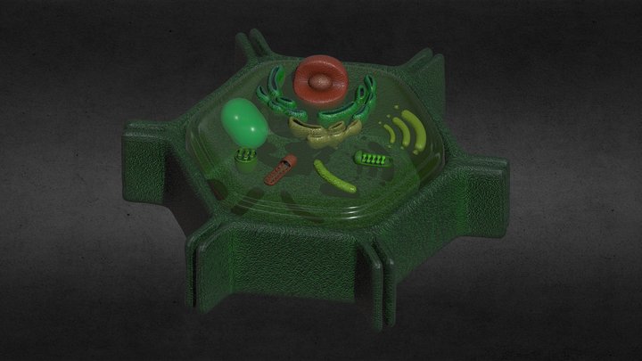 Chloroplast 3D models - Sketchfab