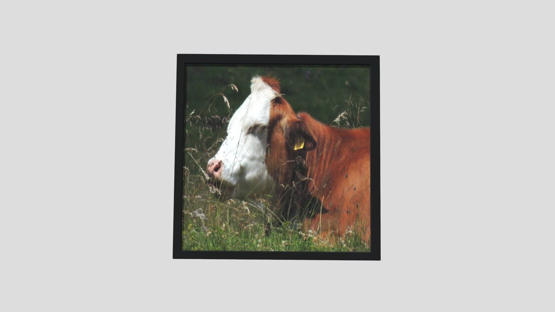 Cow picture - Download Free 3D model by Marco De Simone ...