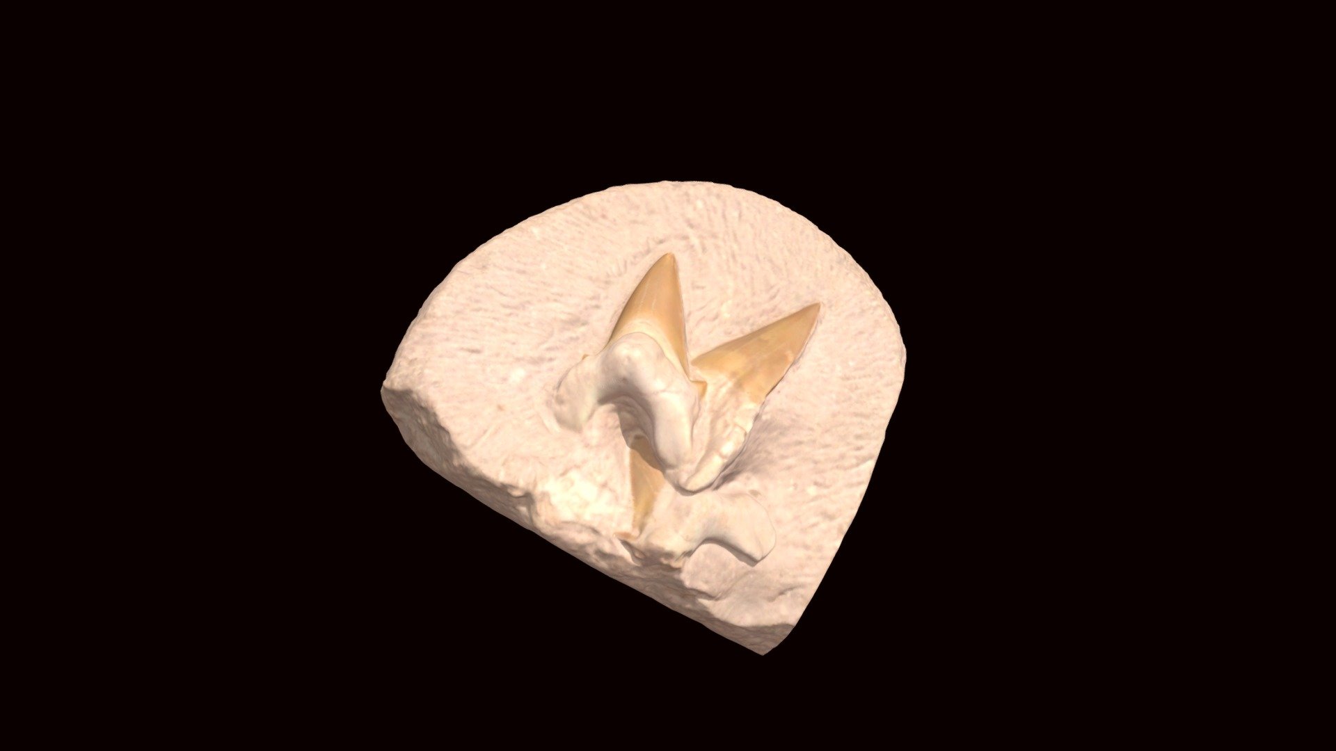 Fossil shark teeth (VCU_3D_8306) - 3D model by Virtual Curation Lab (@virtualcurationlab ...