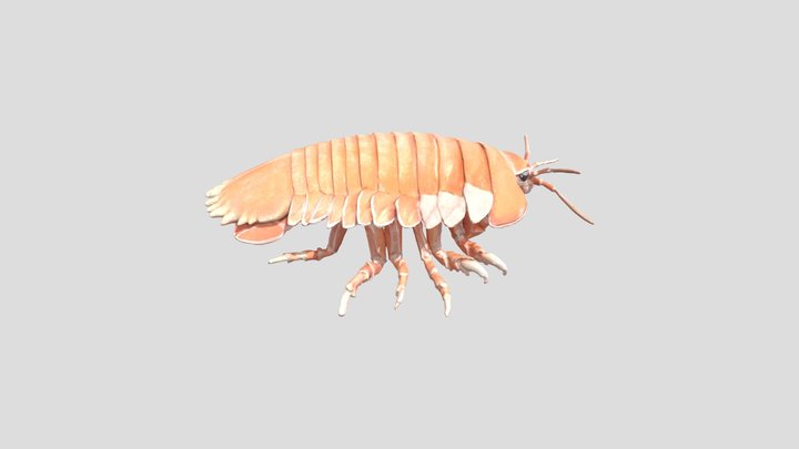 Isopoda 3D models - Sketchfab