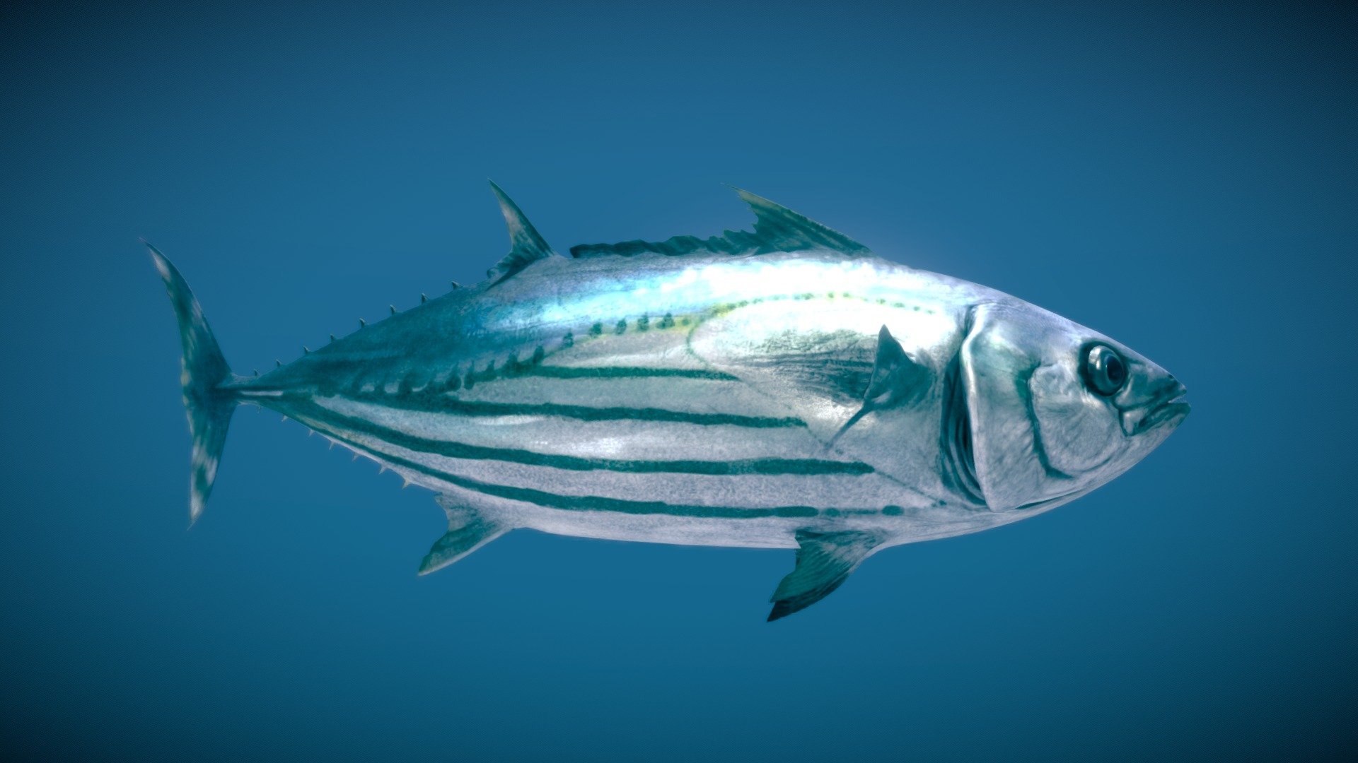 Skipjack Tuna - Buy Royalty Free 3D model by Nestaeric [8174ecd ...