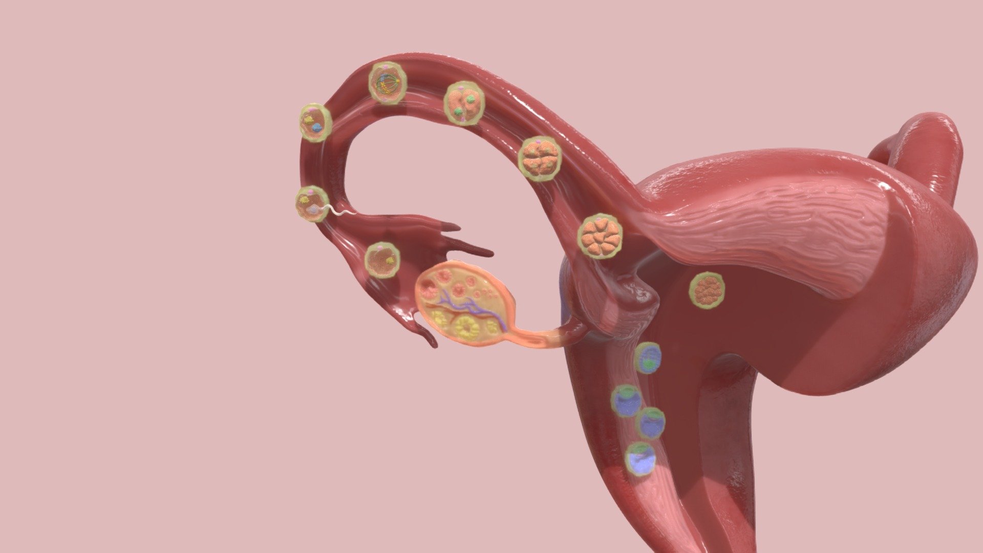 First Week of Conception - 3D model by University of Dundee, CAHID ...
