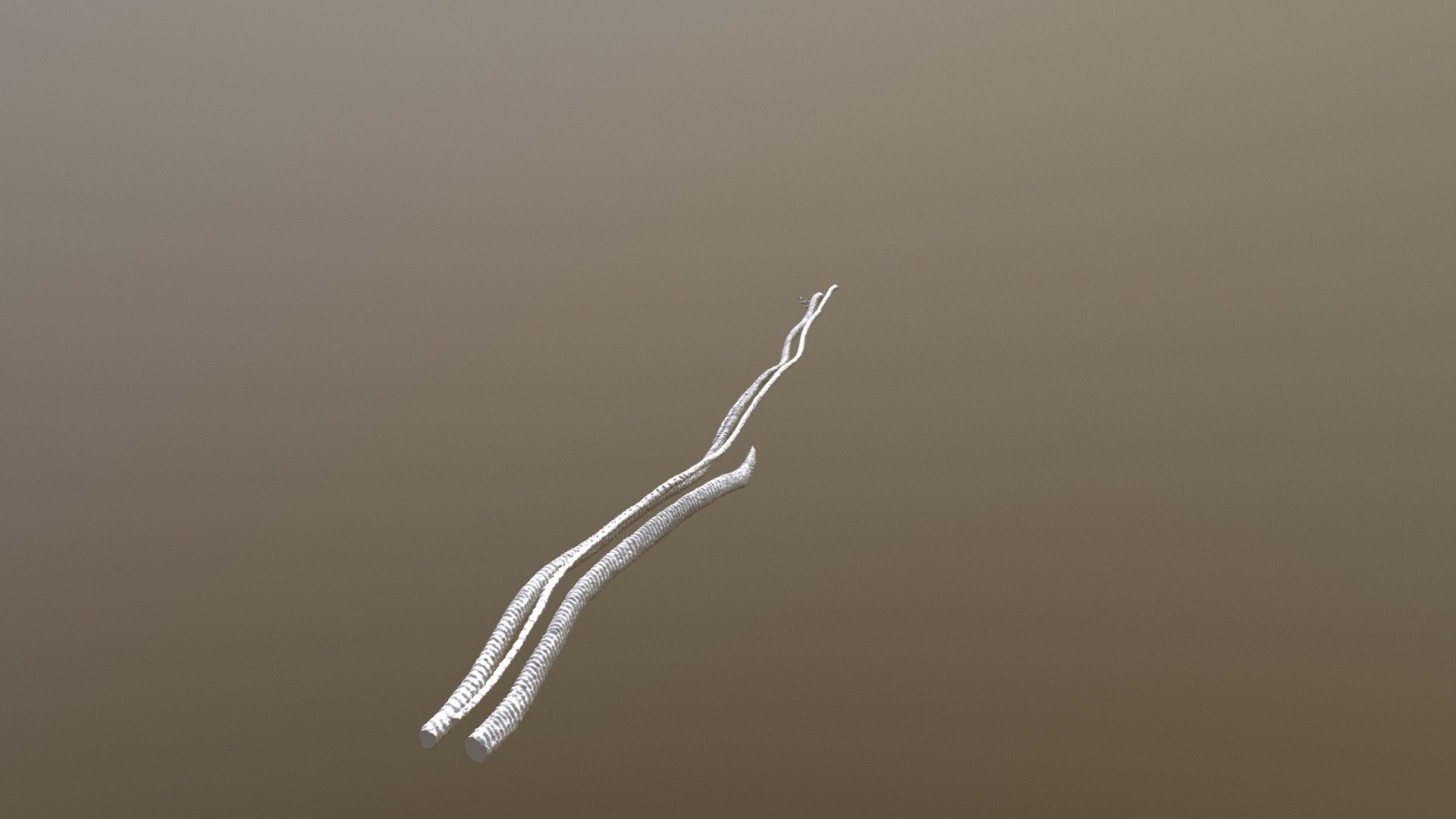 tracheids in Magnolia tepal - 3D model by Adam Roddy (@adam.roddy ...