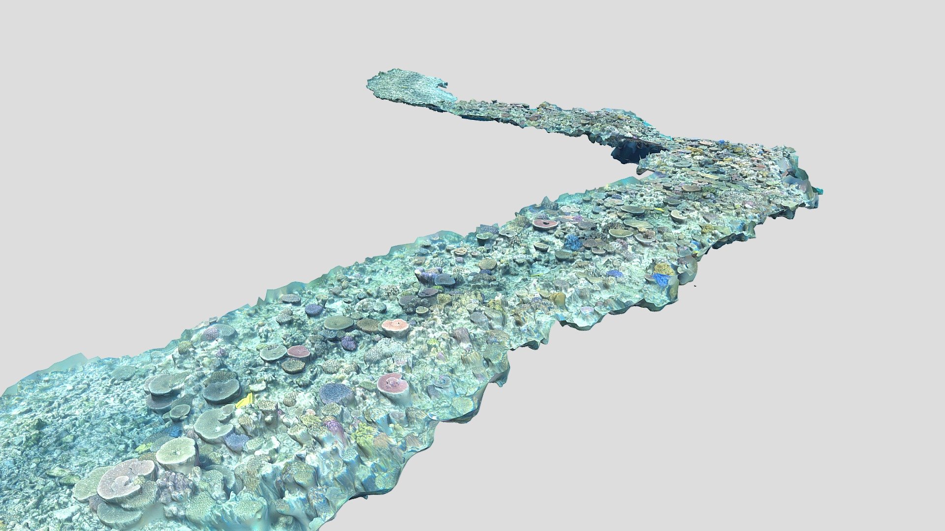Coral Reef Transect - 3D model by Deep3D (@simonbrown) [818b024 ...