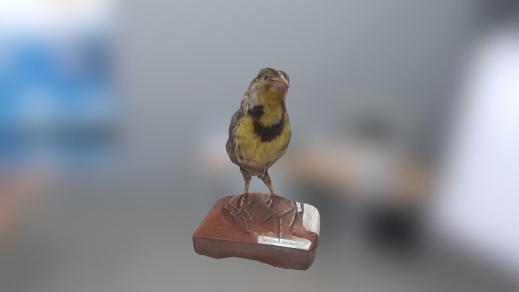 Pajaro 1 - 3D model by dirkbell [818cd64] - Sketchfab