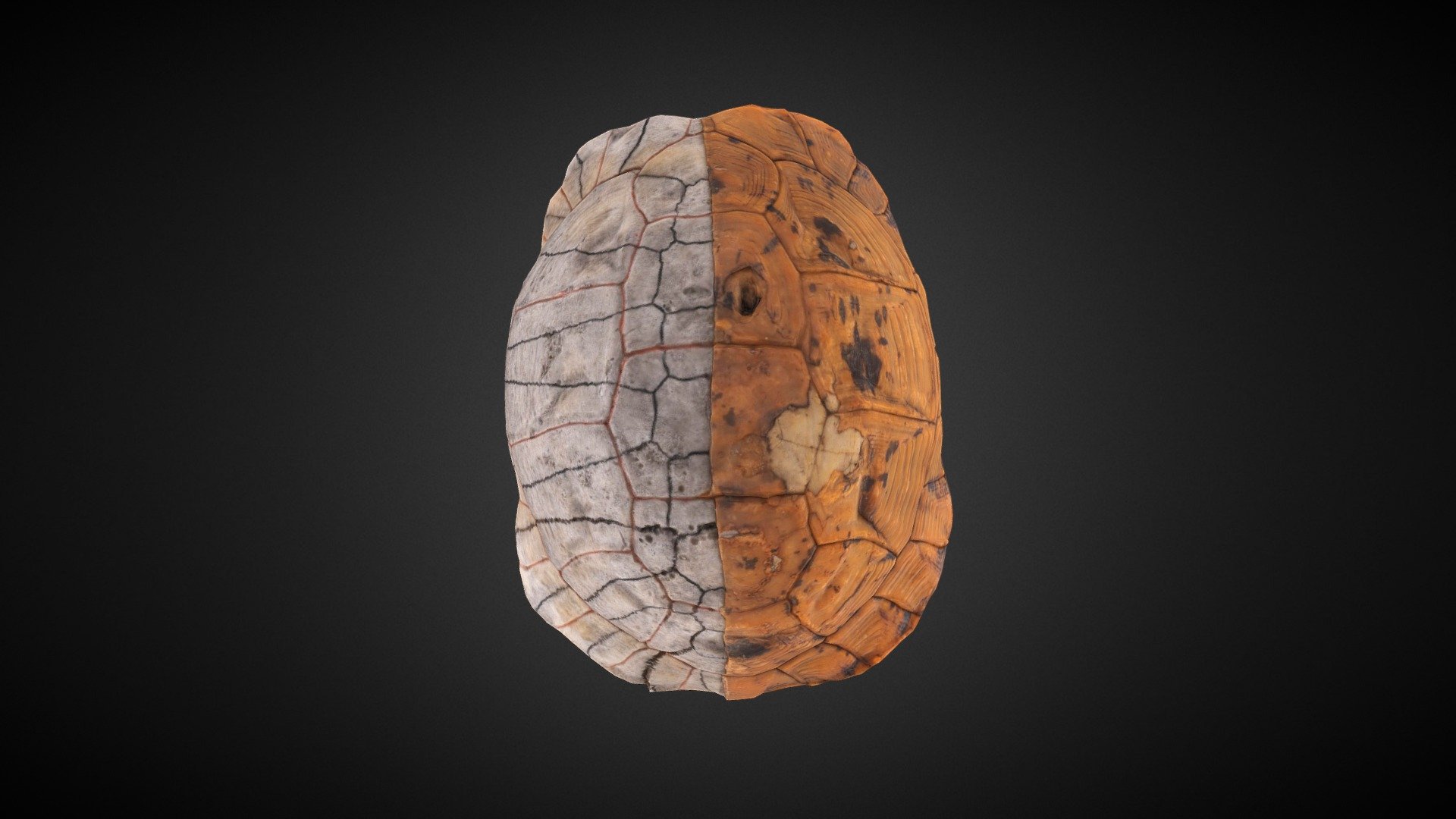 Turtle Shell: Bolton Museum Collection - 3D model by Archaeology ...