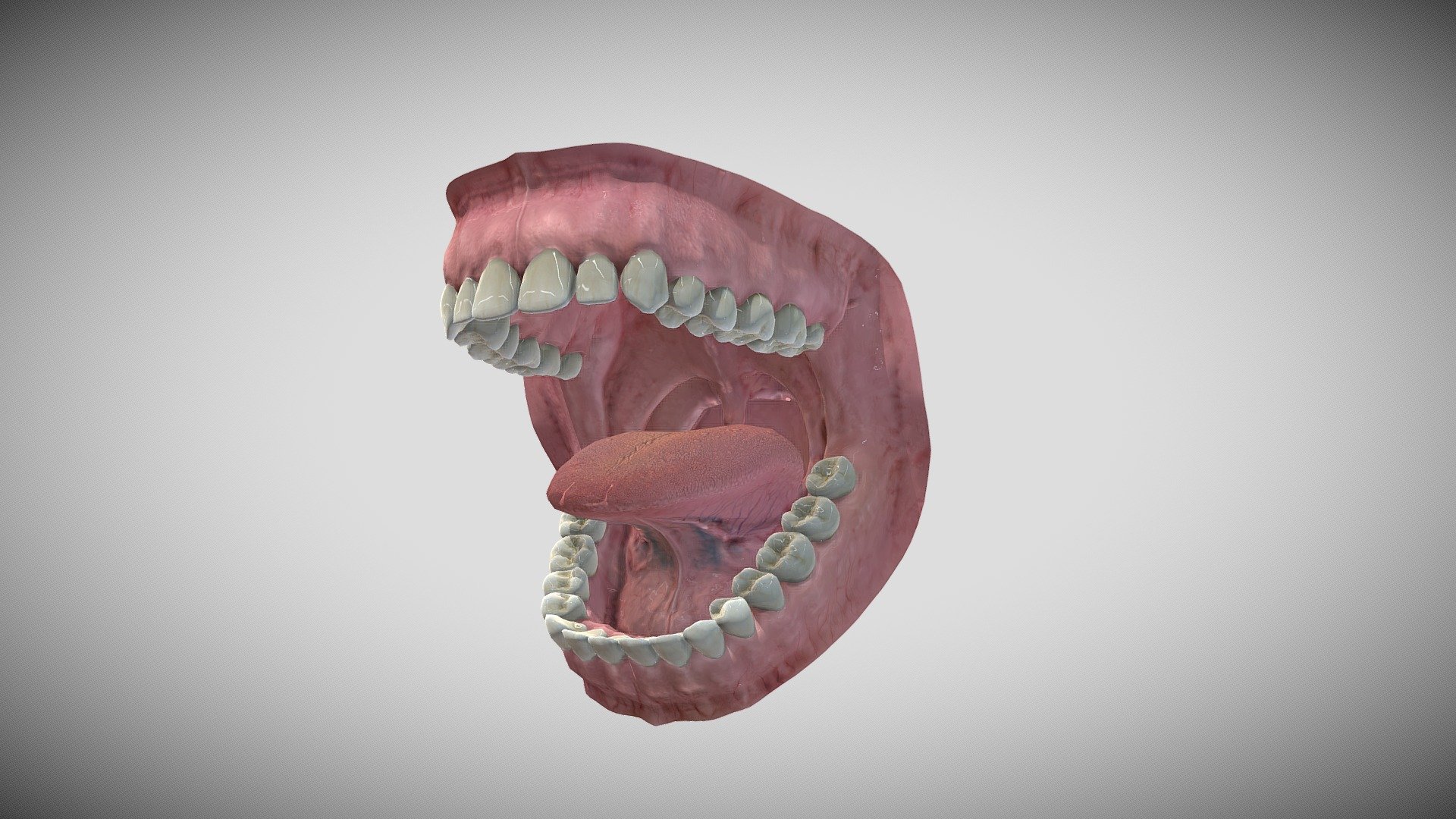 Boca para Ortodoncia - Download Free 3D model by Zuncho Multimedia ...