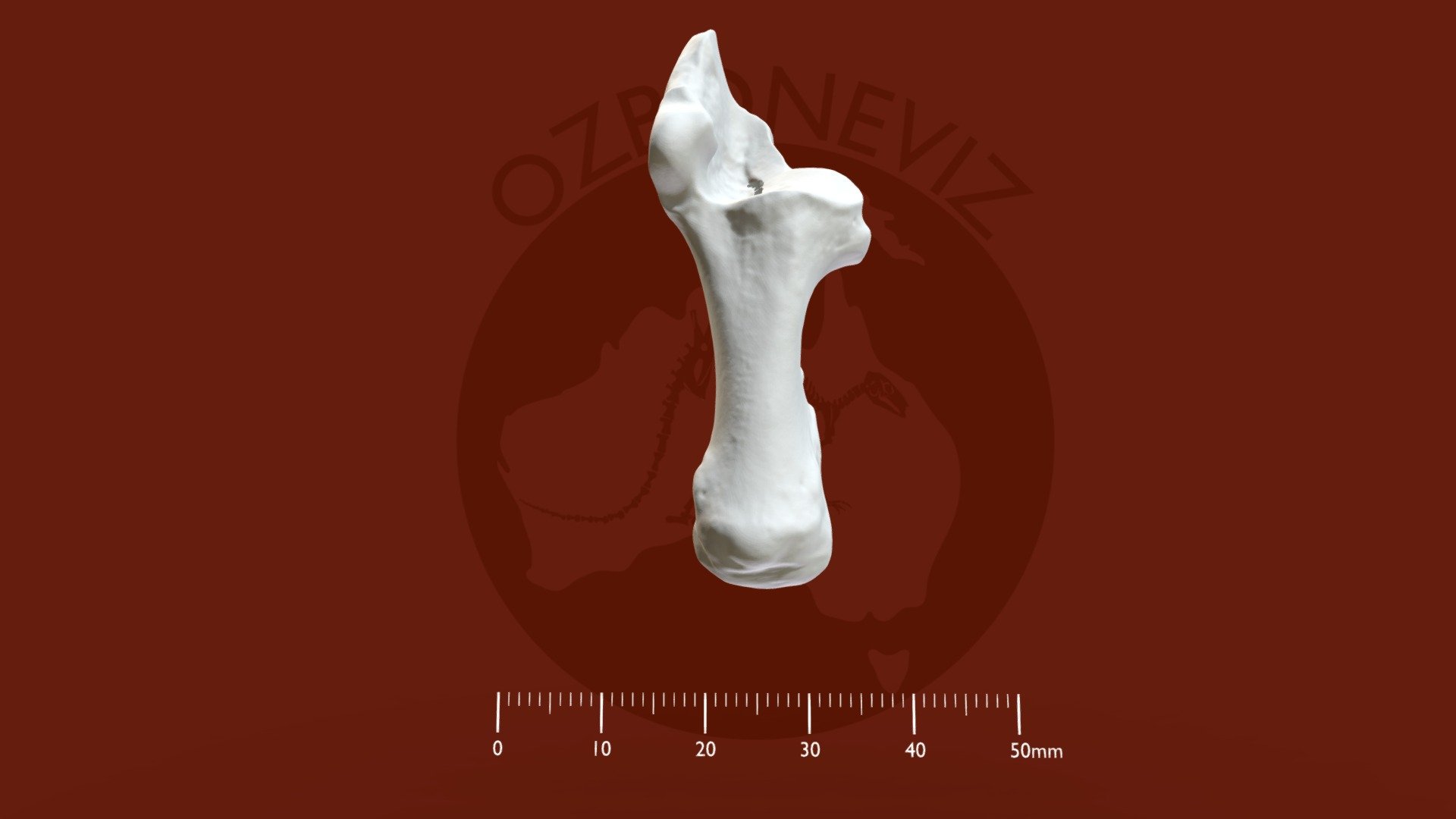Domestic goat calcaneus - 3D model by Ozboneviz [819b246] - Sketchfab