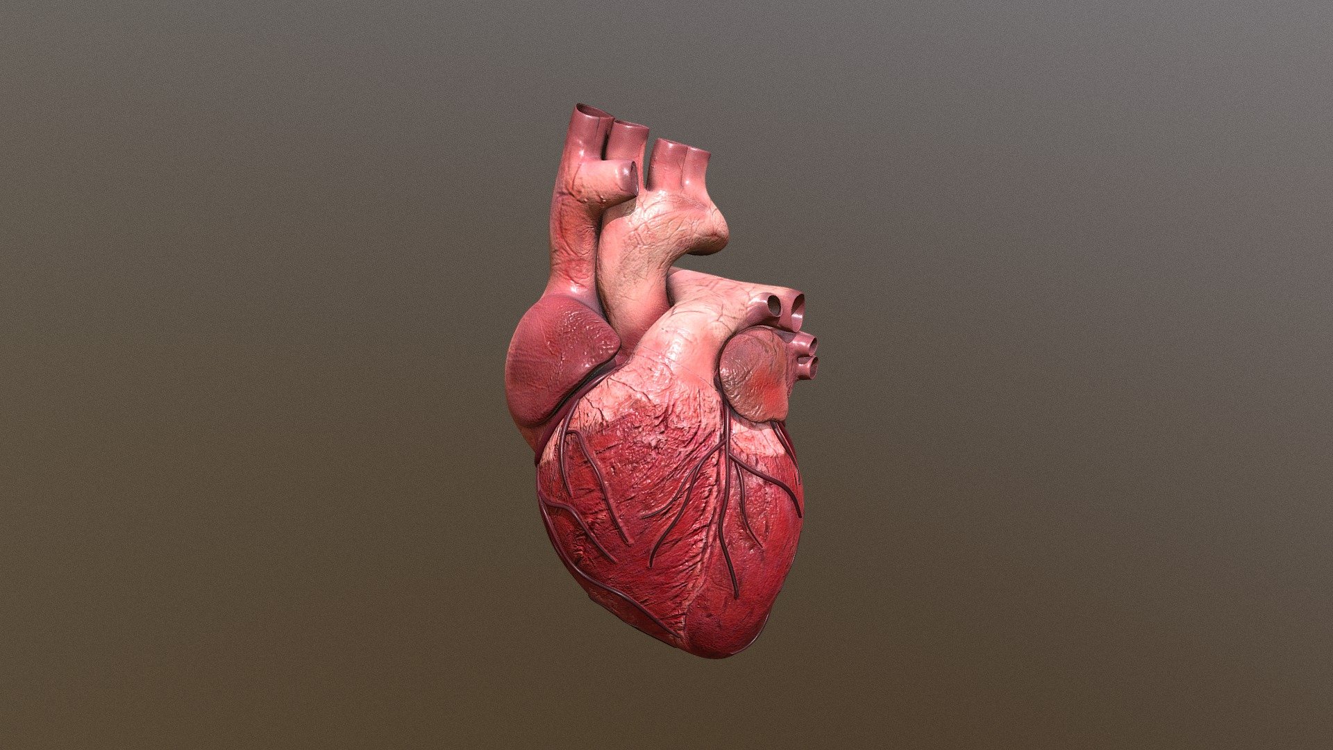 Heart - 3D model by Digital Twin Studios (@DigitalTwinStudios) [819f6f4 ...