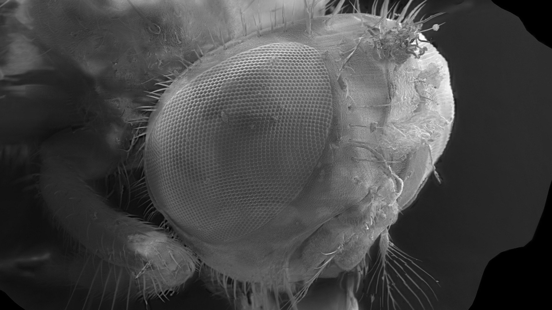 Fly - 3D model by MDailly (@m.dailly) [81a199a] - Sketchfab