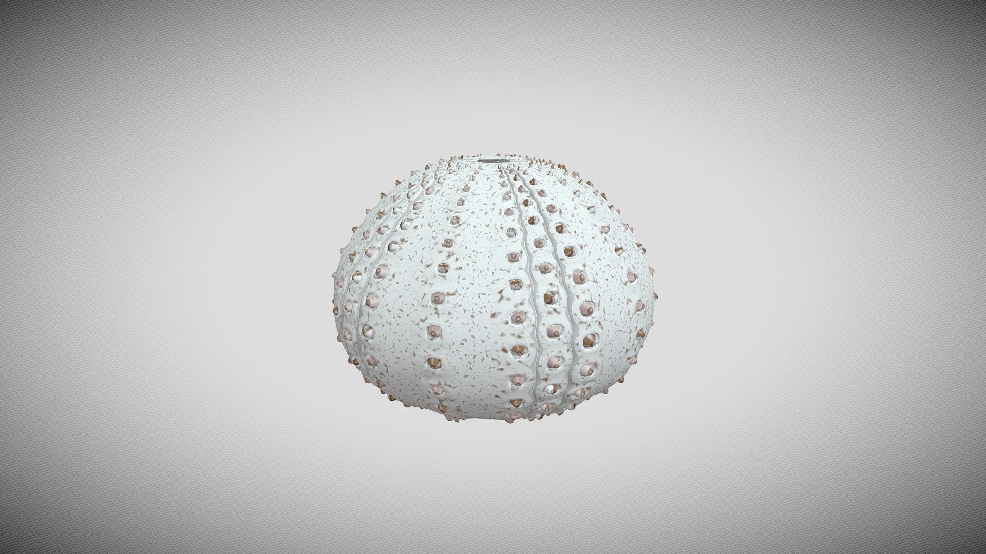 Sea Urchin - 3D model by snow.mamba [81a48b0] - Sketchfab