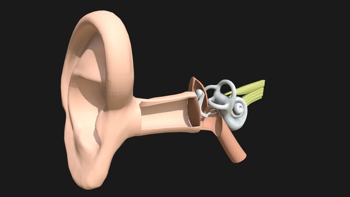 Cochlear 3D models - Sketchfab