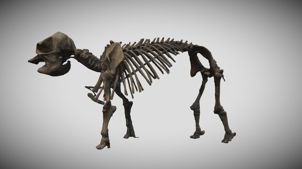 Museum skeletons - For reference - A 3D model collection by SleepyEngi ...
