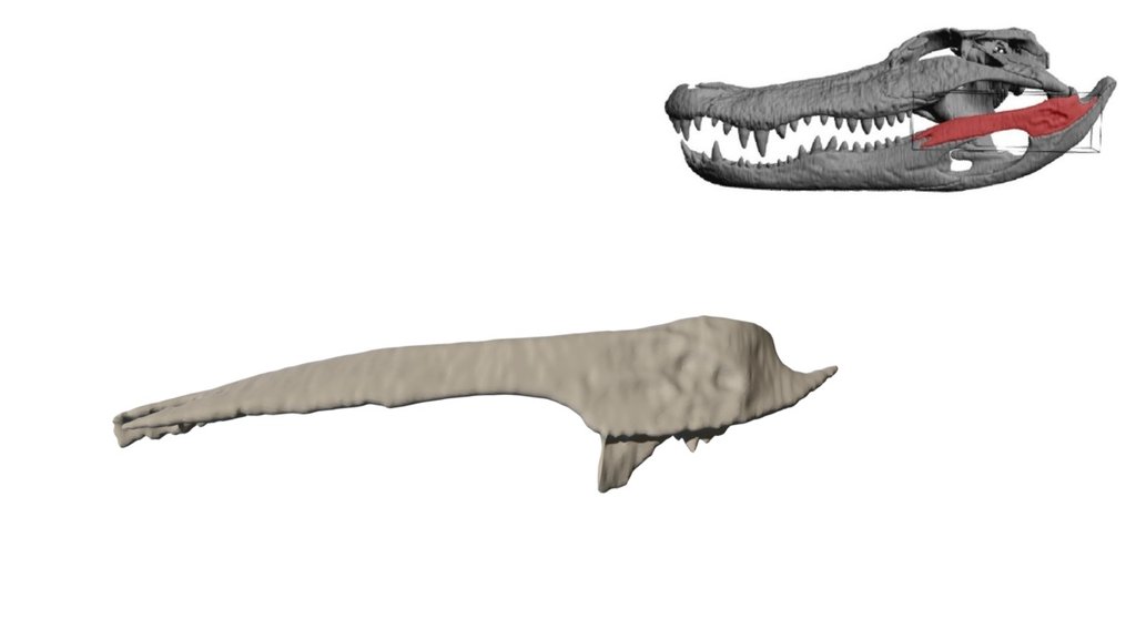 Alligator Surangular - Download Free 3D model by Holliday Lab ...