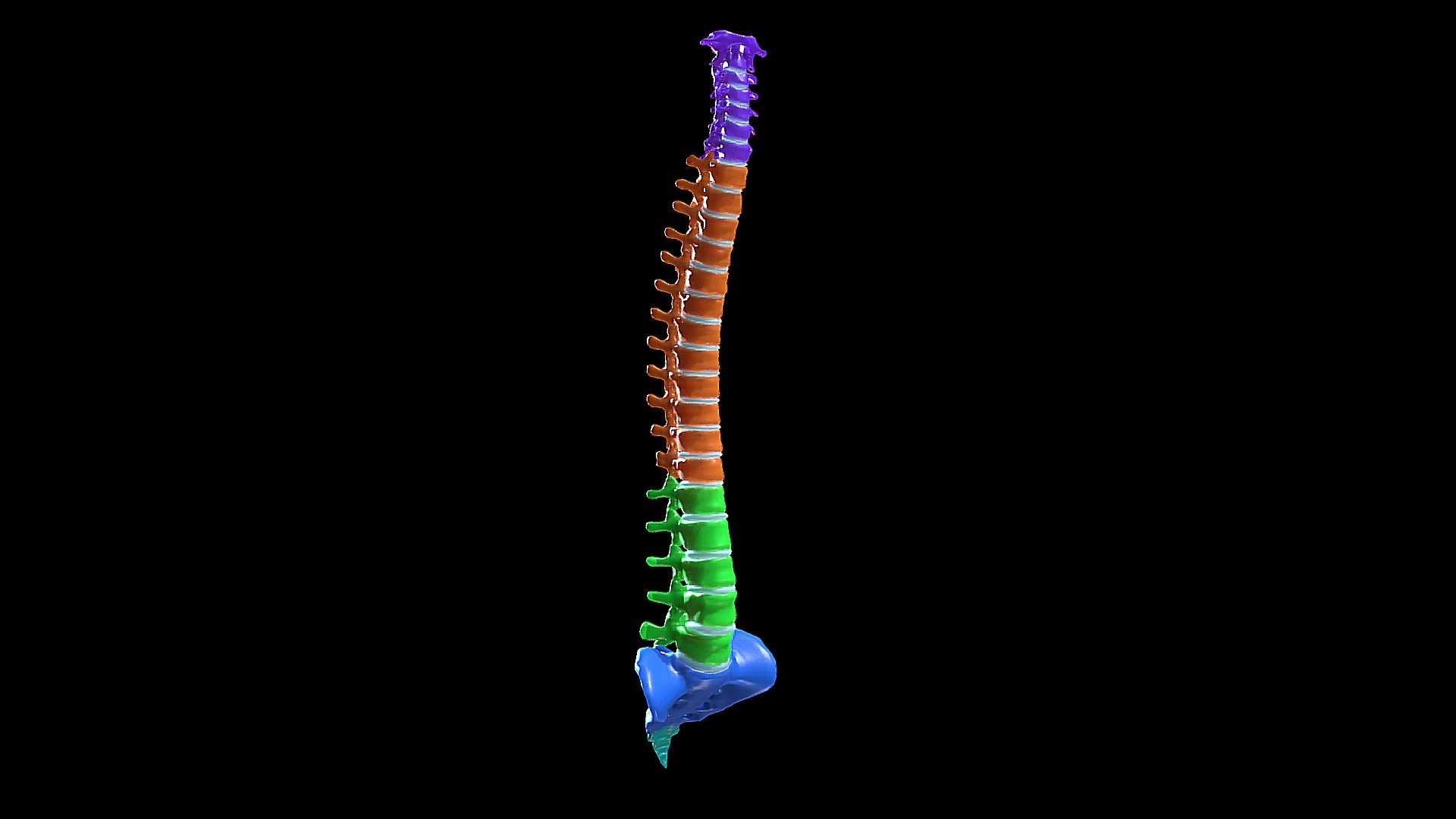 Sections of Spine Highlighted - 3D model by Josh.Hatfield [81b371c ...
