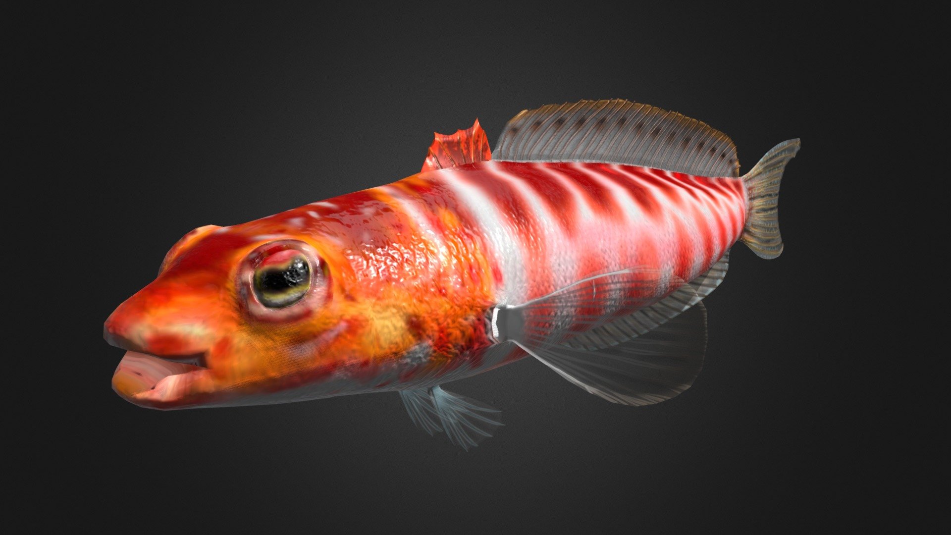 Redspotted Sandperch - Buy Royalty Free 3D model by Armored Interactive ...