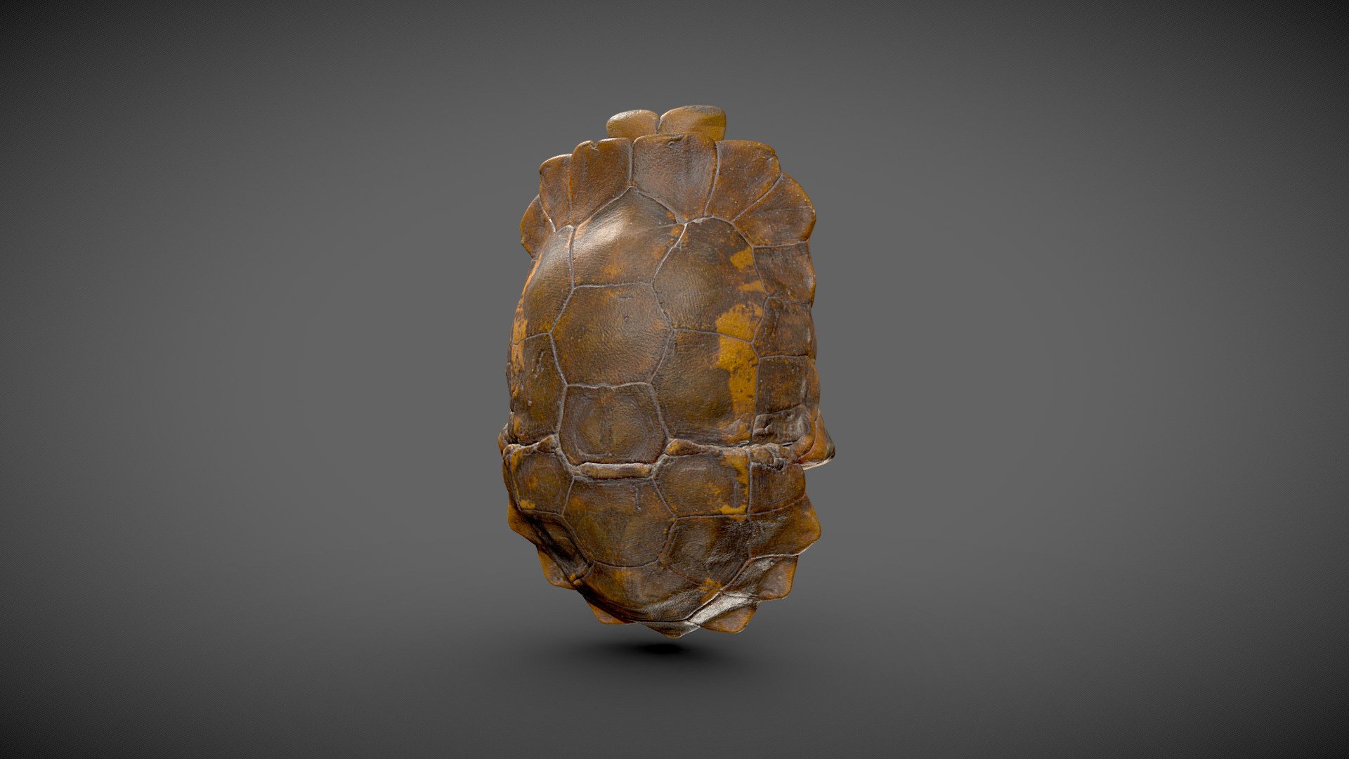 Carapace de Cinixys rongée - Kinixys erosa - Download Free 3D model by Alienor.org, Conseil des ...