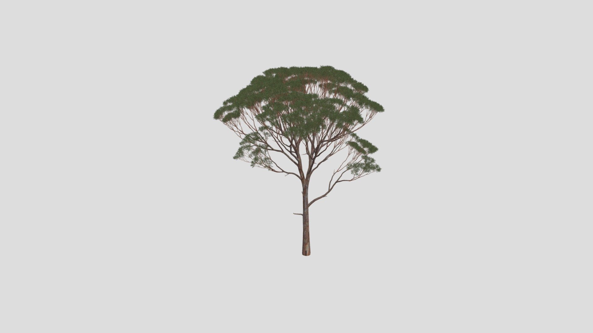 Eucalyptus 2 AM238 Archmodel - Buy Royalty Free 3D model by Evermotion ...