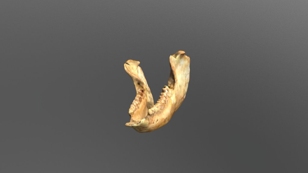 Procavia Mandible - Download Free 3D model by Anthro-Paleo-UCDenver ...