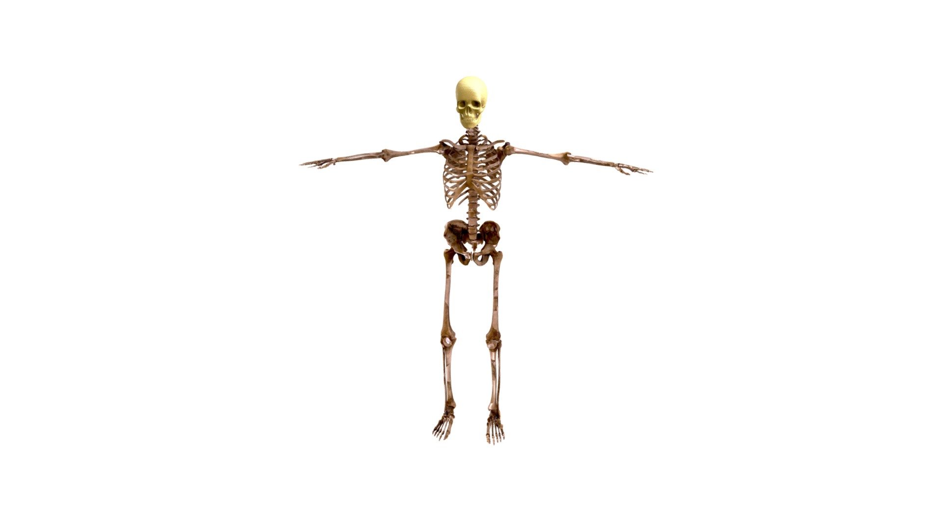 Human Skeleton Download Free 3D Model By Delafuentearagon 81bcb1d