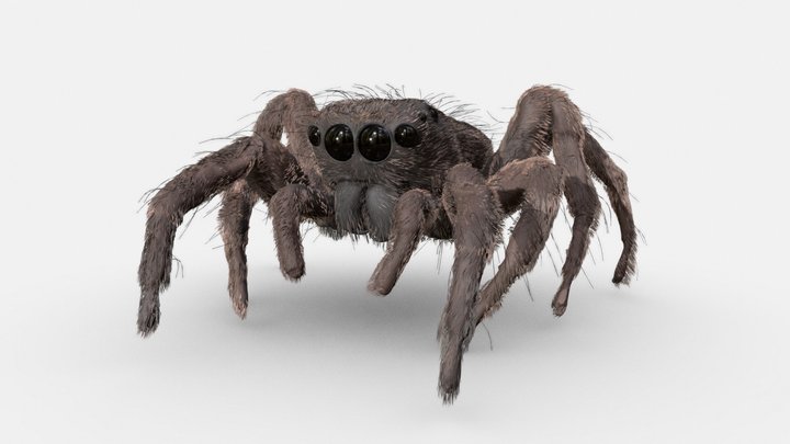 Spider 3D models - Sketchfab