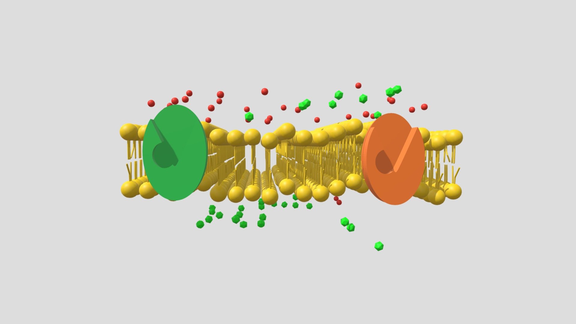 Passive Transport - Facilitated Diffusion Carrie - 3D model by Júlio ...