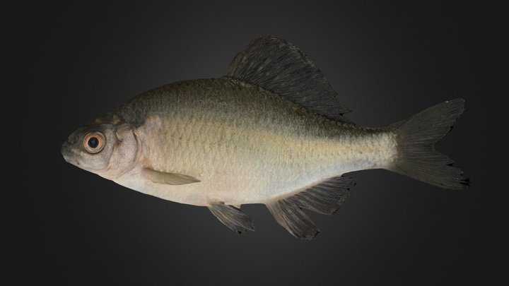 Acheilognathus 3D models - Sketchfab