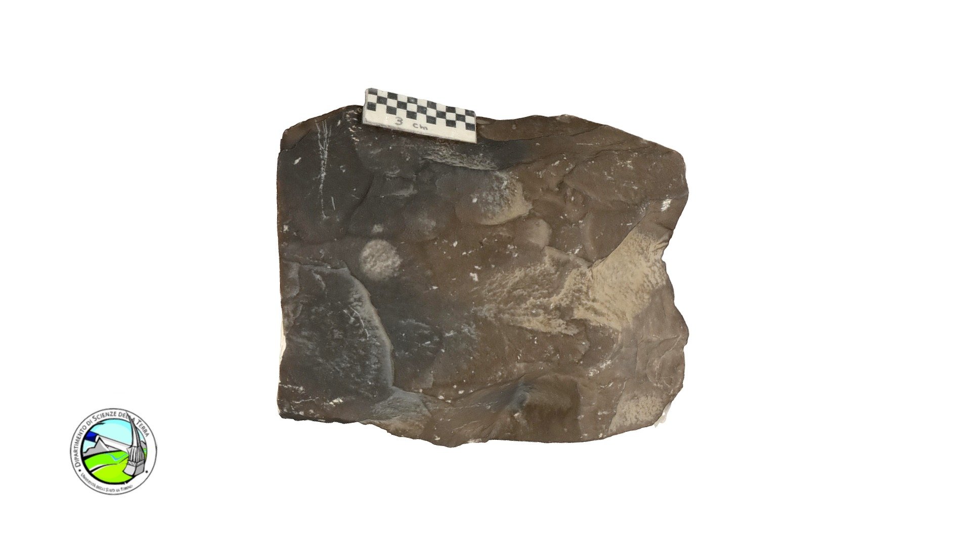 S16 - Marna calcarea - 3D model by Dipartimento di Scienze della Terra ...