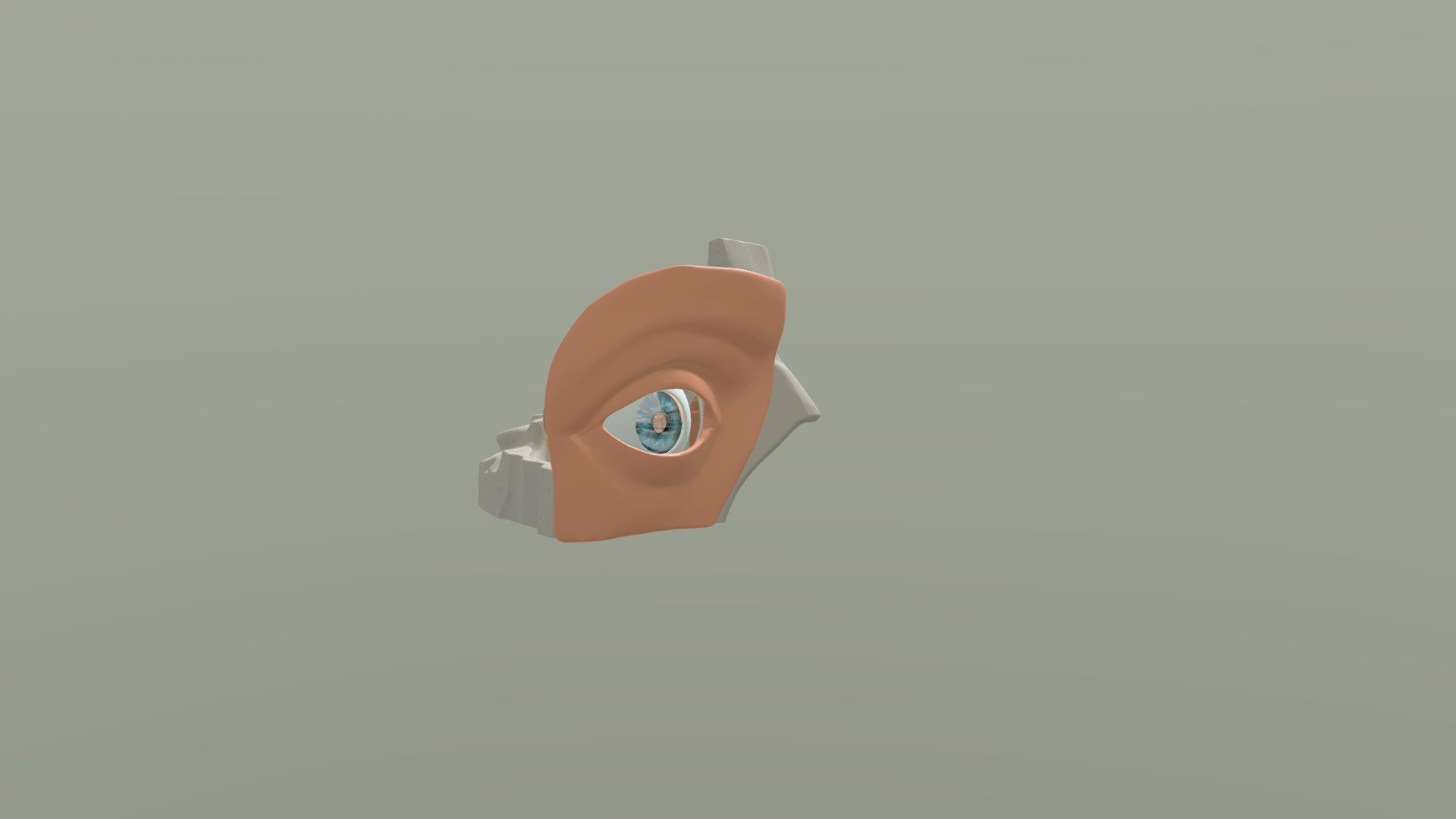 Ojo humano II: Estructuras externas asociadas - Download Free 3D model ...