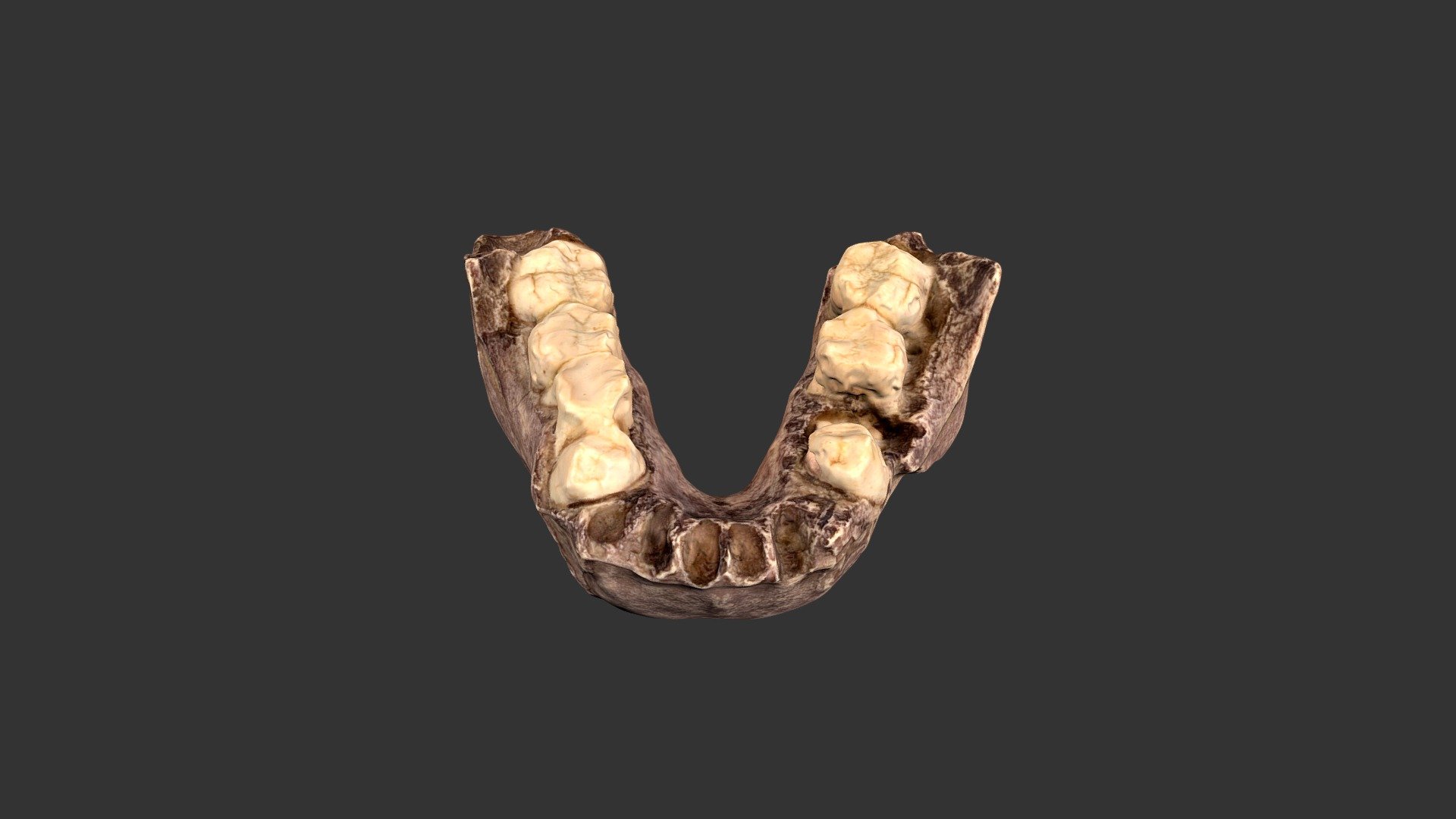Australopithecus africanus (2501.1rp40) - Download Free 3D model by RLA ...