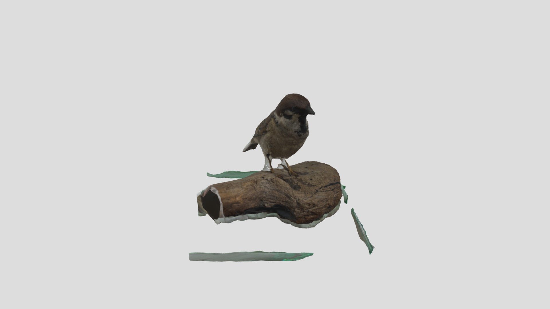 sparrow specimen - Download Free 3D model by movemama [81eb1a8] - Sketchfab