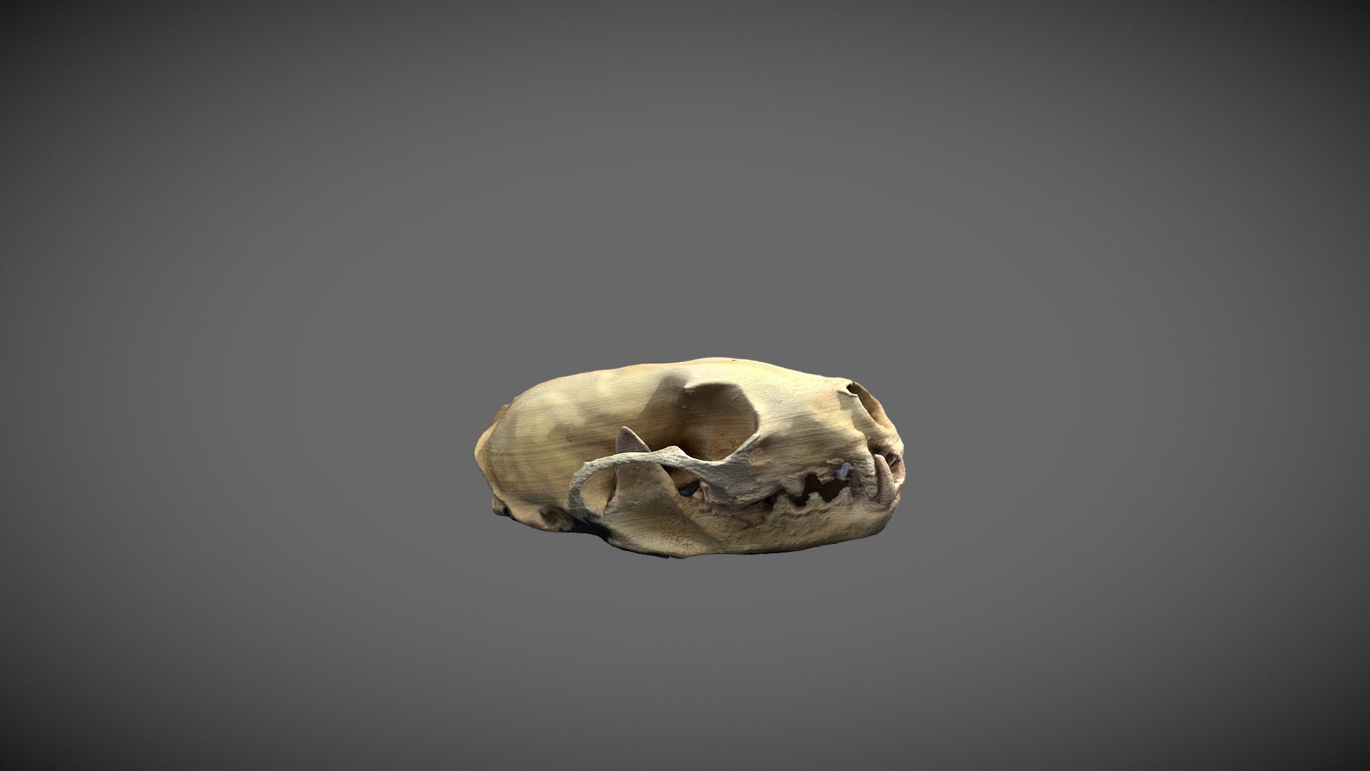 Pine Marten skull - Download Free 3D model by CUPHAT [81ec2c3] - Sketchfab