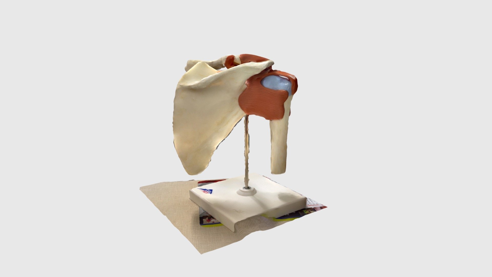 Scaniverse - Shoulder Model - Download Free 3D model by Luis.Cataldi ...