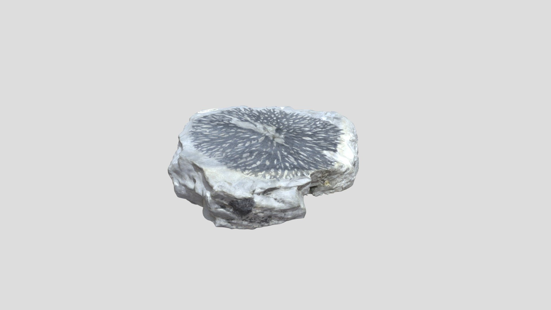 Unknown Specimen - Download Free 3D model by BenkerGeoSci [81f9140 ...